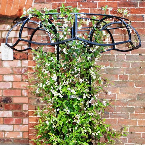 Large Tuteur | Magnificent Plant Support for Climbers